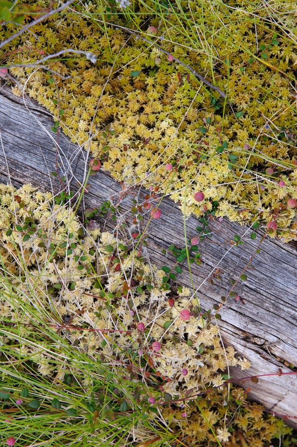 On the swamp stock photo. Image of moss, vegetation, mouldering - 56551306