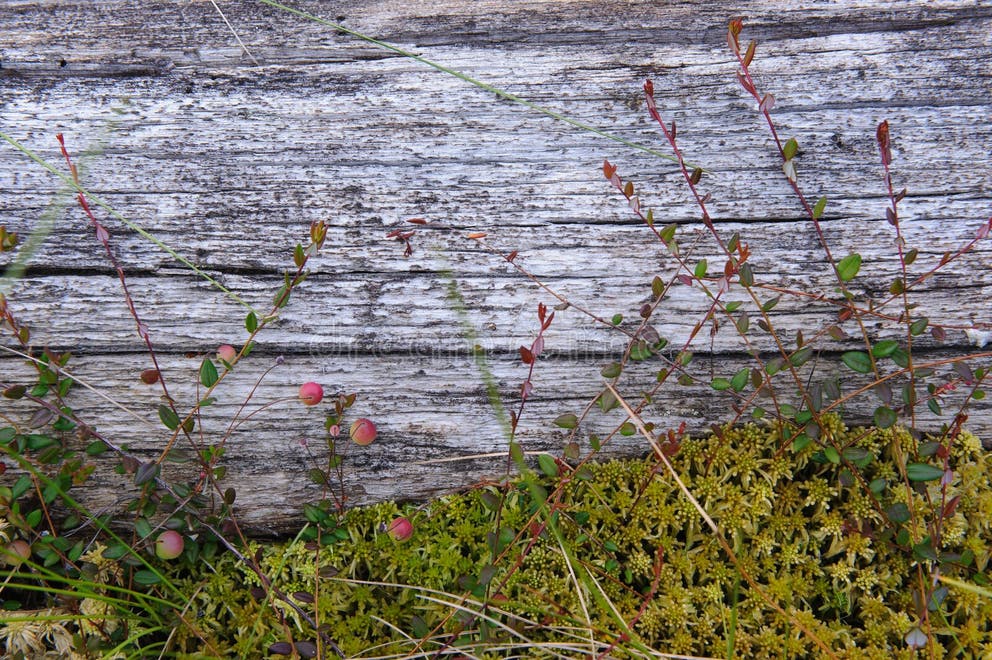 On the swamp stock image. Image of park, birch, trunk - 56551397