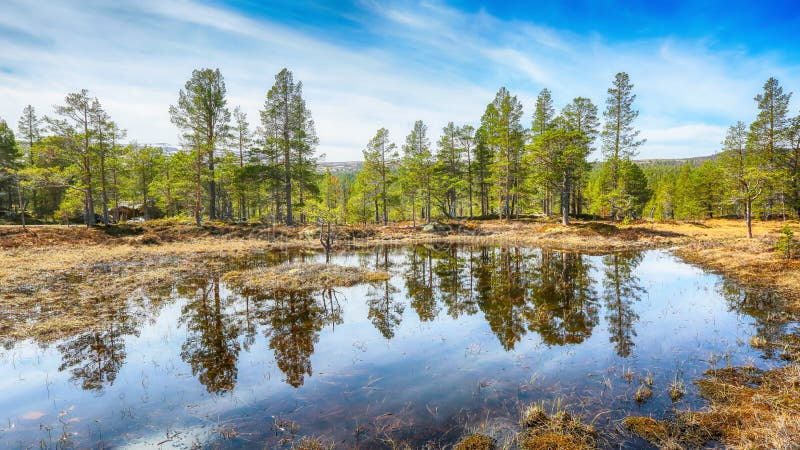 Swamp in the Mountains in Innerdalen, Norway Stock Photo - Image of ...