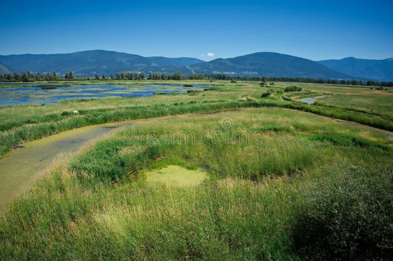 Swamp near Creston, Canada stock image. Image of lake - 256884153