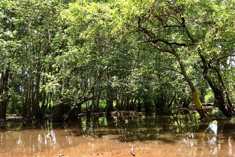Swamp Near New Orleans, Louisiana Stock Photo - Image of nature, beauty ...