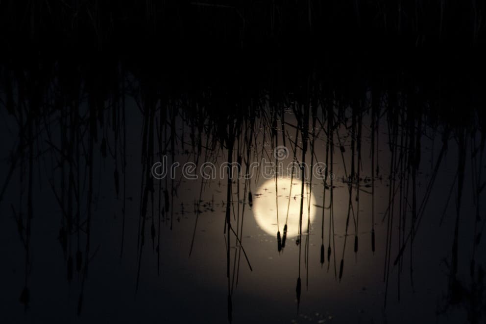 Swamp at Night stock photo. Image of tails, swamp, marsh - 68716466