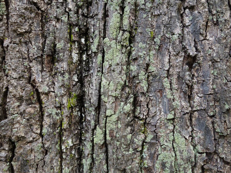 Swamp oak bark stock photo. Image of casuarina, swamp - 50886468