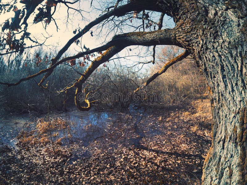Swamp with Old Tree in the Steigerwald Forest Stock Photo - Image of ...