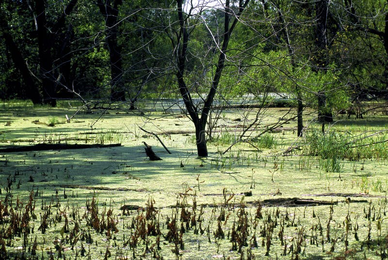 Swamp in Palos Preserves 45308 Stock Photo - Image of swamp, wetlands ...