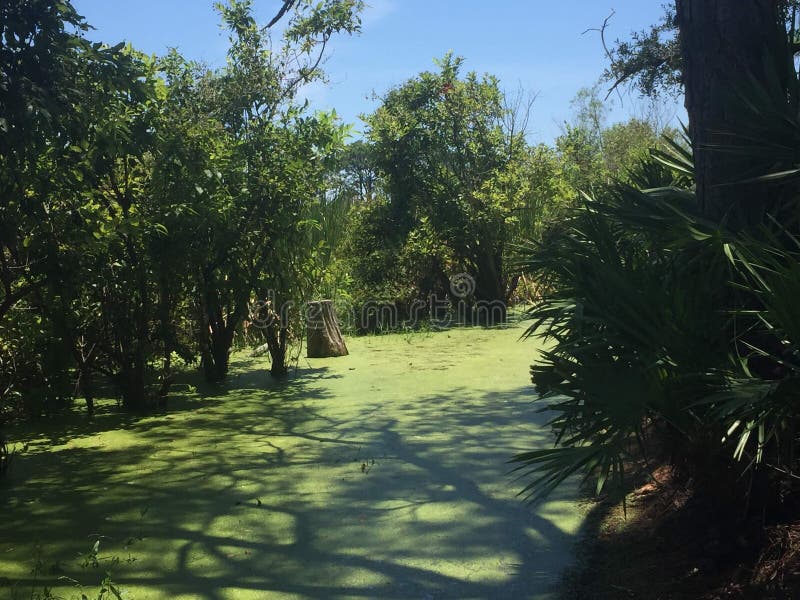 Swamp stock image. Image of city, swamp, panama, beach - 165192889