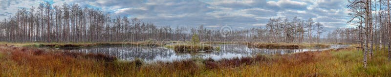 Swamp panorama. stock photo. Image of grass, panorama - 45318136