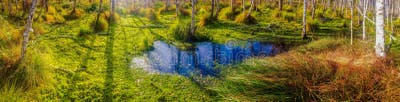 Swamp panorama. stock photo. Image of grass, panorama - 45318136