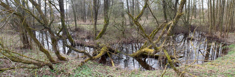 Swamp stock photo. Image of panoramic, reclamation, swamp - 69705356