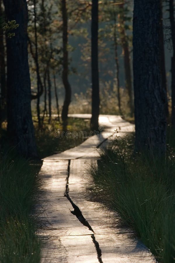 Swamp path 1 stock image. Image of bush, leaf, idyllic - 2221873
