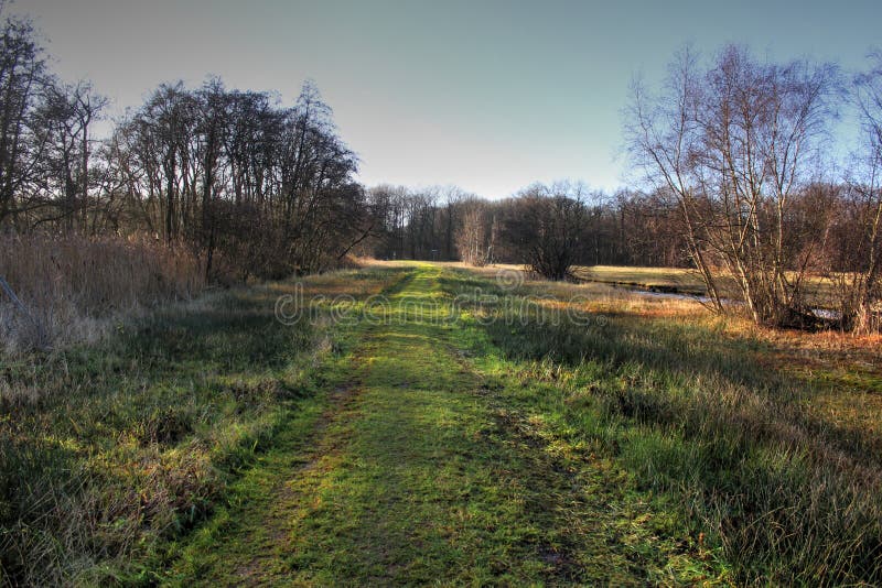 Swamp path in autumn stock photo. Image of autumn, finland - 83316970