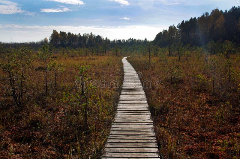 Swamp path stock image. Image of tourism, wooden, lithuania - 48474263
