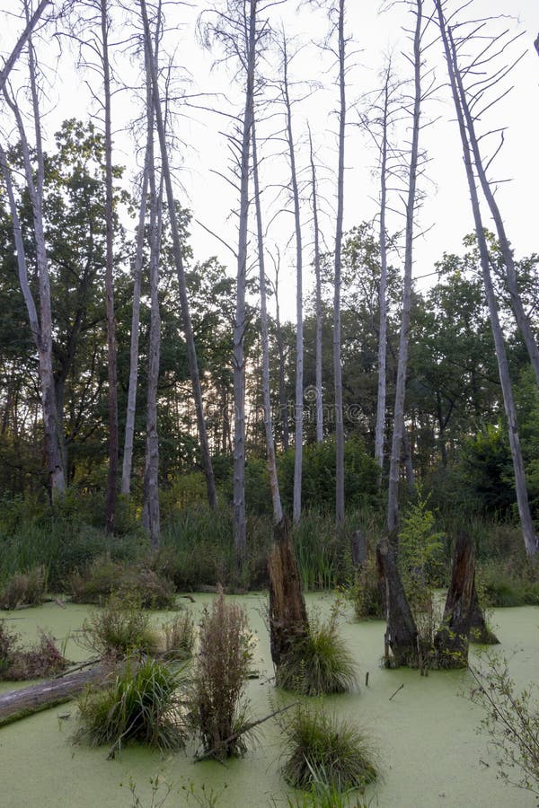 A Swamp in a Pine Forest, Completely Covered with Algae Stock Photo ...