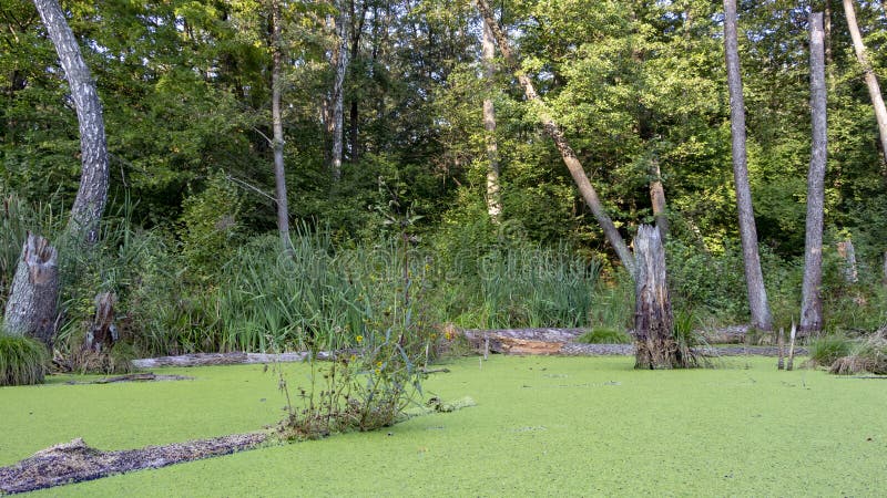A Swamp in a Pine Forest, Completely Covered with Algae Stock Photo ...