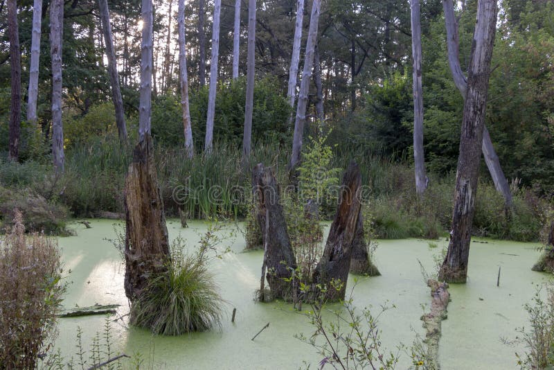 A Swamp in a Pine Forest, Completely Covered with Algae Stock Photo ...