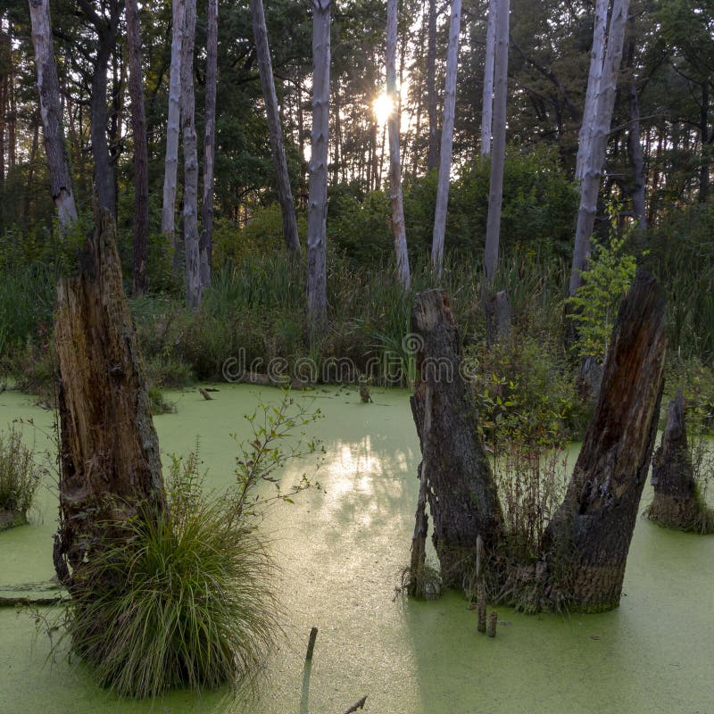 A Swamp in a Pine Forest, Completely Covered with Algae Stock Photo ...