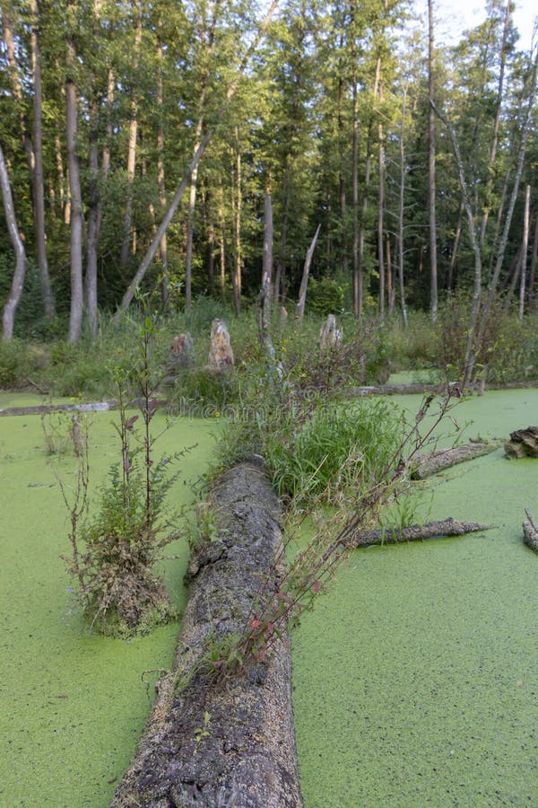 A Swamp in a Pine Forest, Completely Covered with Algae Stock Image ...