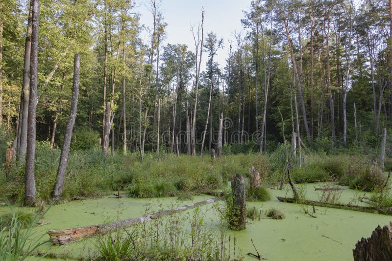 A Swamp in a Pine Forest, Completely Covered with Algae Stock Image ...