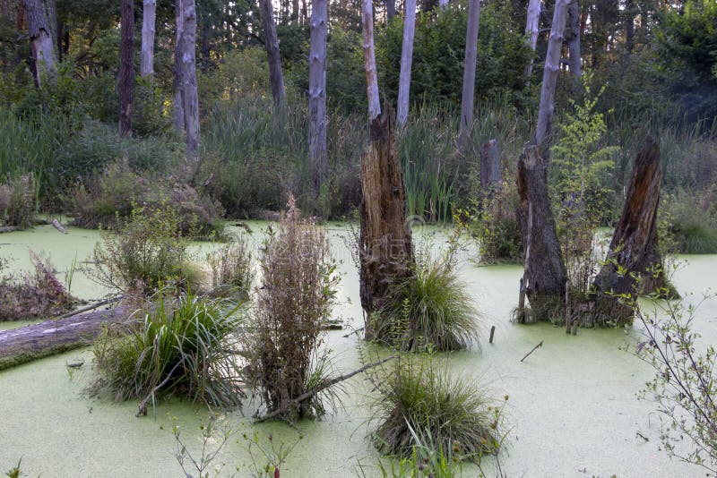 A Swamp in a Pine Forest, Completely Covered with Algae Stock Photo ...