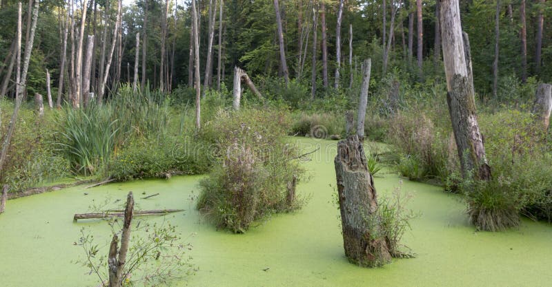 A Swamp in a Pine Forest, Completely Covered with Algae Stock Photo ...
