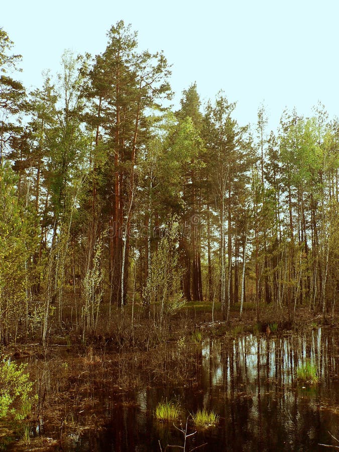 Swamp in a forest stock photo. Image of park, scenic - 25446686
