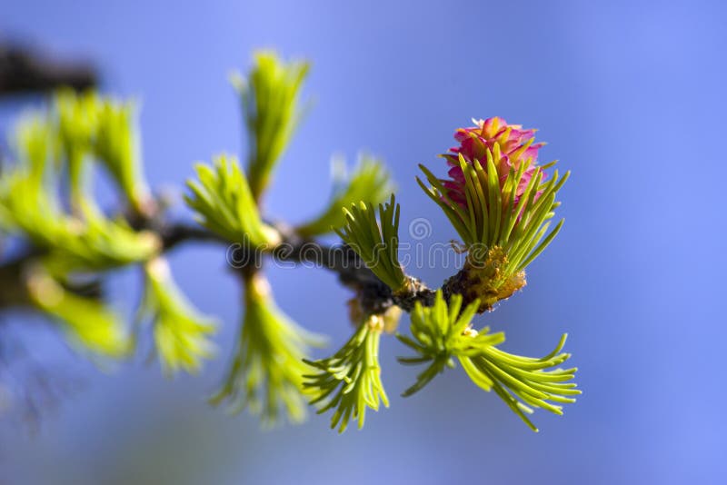 Swamp Pine, the Germ of a Young Cone Stock Photo - Image of cold, pine ...