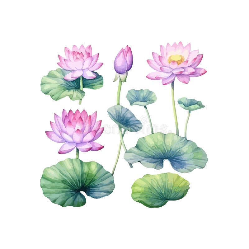 Swamp Pink Lily Watercolor Style. Vector Illustration Design Stock ...