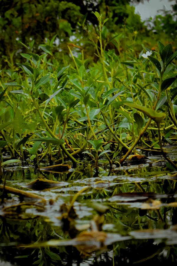 The Swamp is a Place of Many Kinds of Life Stock Image - Image of life ...