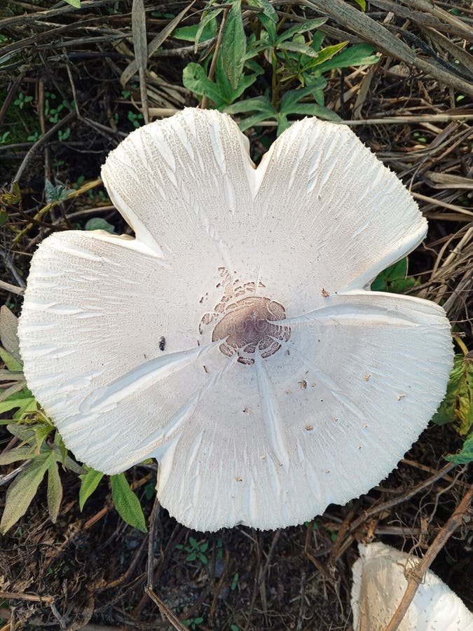 Swamp Plain White Fungus Stock Photos - Free & Royalty-Free Stock ...