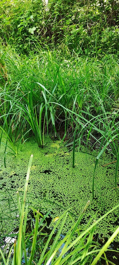 Swamp plant stock photo. Image of lawn, prairie, green - 270109130