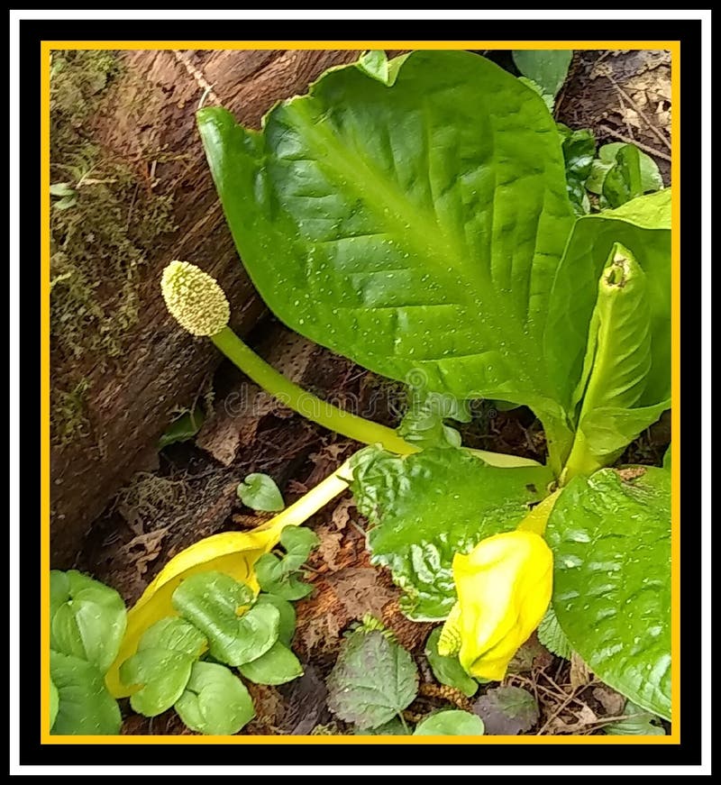 Swamp plant stock photo. Image of plant, swamp, grows - 115563370