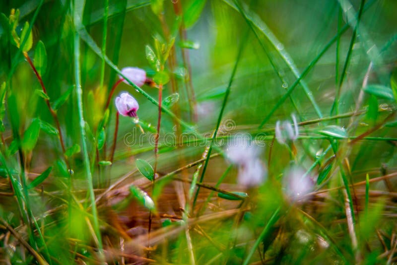 Swamp plants stock image. Image of bokehkings, ecosystem - 95004405