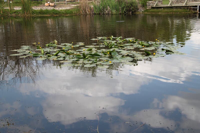Swamp at Lake Hula, Israel stock photo. Image of lake - 237053852