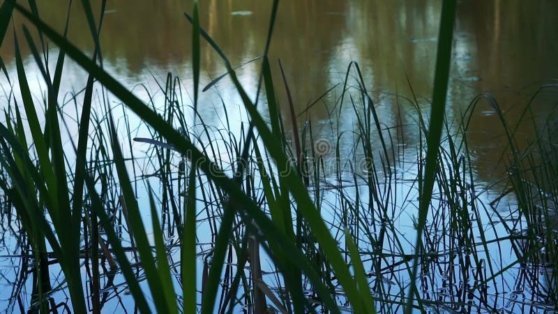 Swamp Plants. Reeds at a Pond. Stock Video - Video of marsh, pond ...