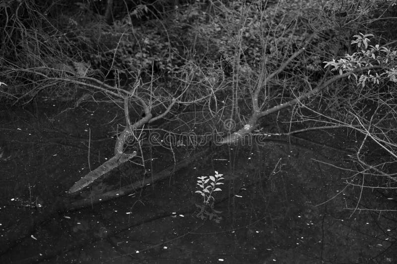 Swamp / Pool with Water, Tree and Branches. Stock Photo - Image of dark ...