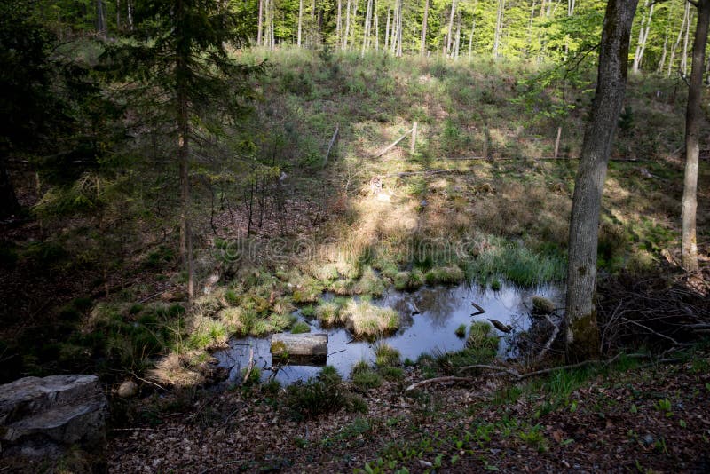 Swamp, a Puddle in the Forest in the Valley in the Morning Stock Image ...