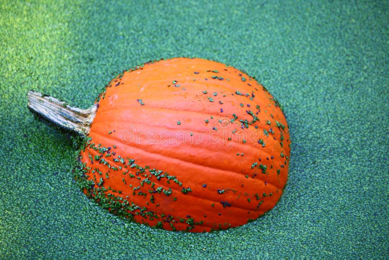 Pumpkin Ash and Swamp Forest Stock Image - Image of scenic, marshland ...
