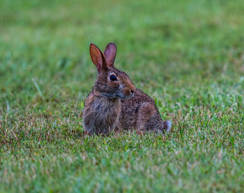 Swamp Rabbit (Sylvilagus Aquaticus) in Green Grass Stock Image - Image ...