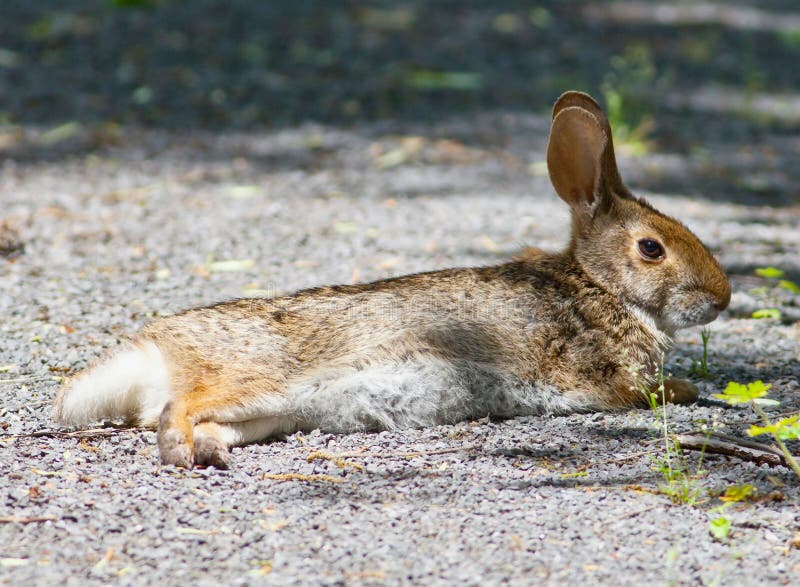 Swamp Rabbit stock photo. Image of semiaquatic, tennessee - 31279010
