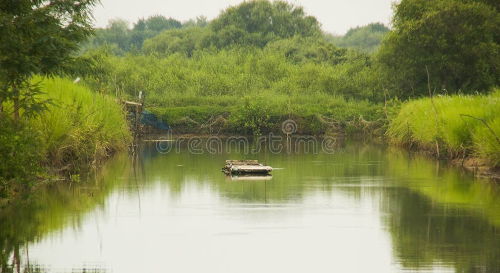 Swamp stock image. Image of river, plan, landscape, village - 95653387