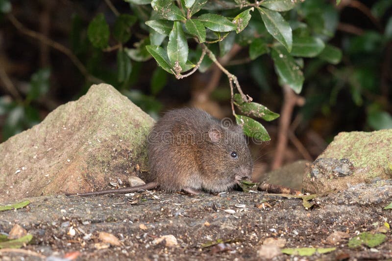 Swamp Rat in Queensland Australia Stock Photo - Image of natural, tiny ...
