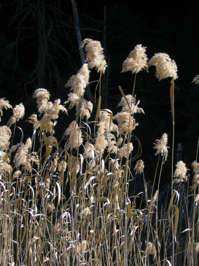 Reeds and the lake stock photo. Image of poetic, natural - 8322796