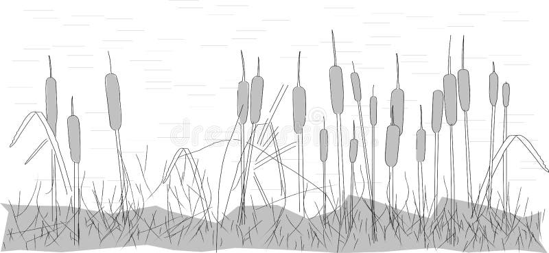 Swamp and reeds stock vector. Illustration of landscape - 171395034
