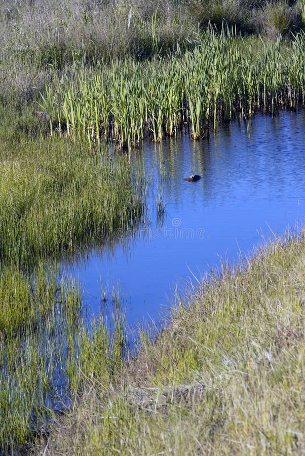 Swamp and Reeds in the Pacific Northwest Stock Image - Image of rock ...