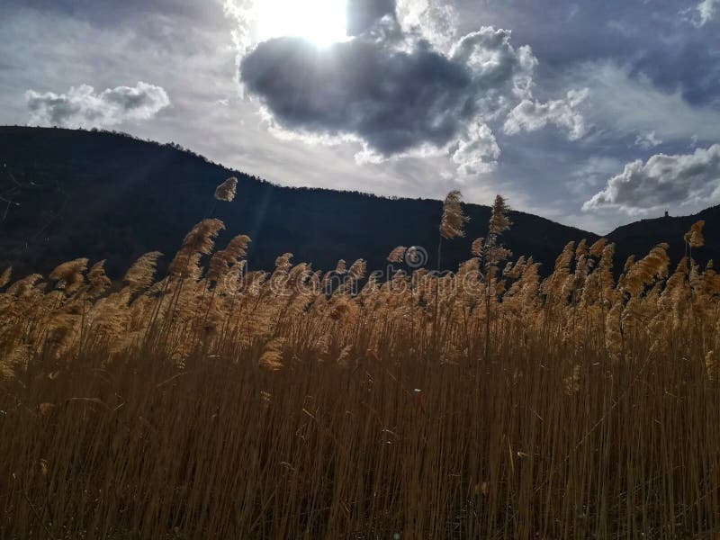 Reedswind Stock Photos - Free & Royalty-Free Stock Photos from Dreamstime