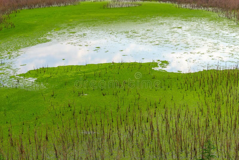 The Swamp with Reflection of the Blue Sky. Stock Photo - Image of ...