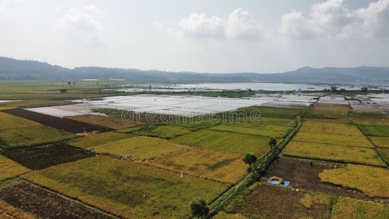 205 Indonesia Swamp Rice Field Stock Photos - Free & Royalty-Free Stock ...