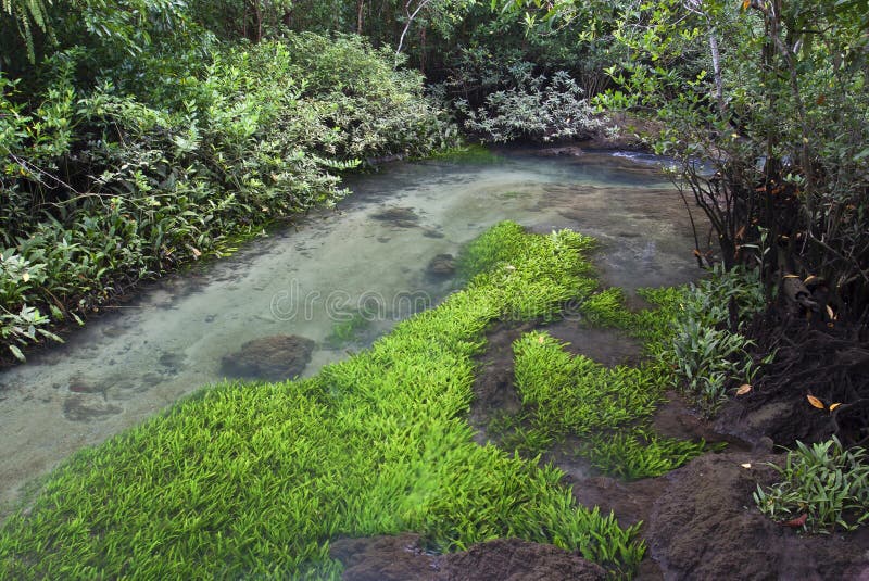Swamp with river stock photo. Image of swamp, scene, park - 28887006