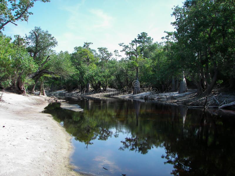 Swamp river stock photo. Image of lake, swampland, scenic - 121476952