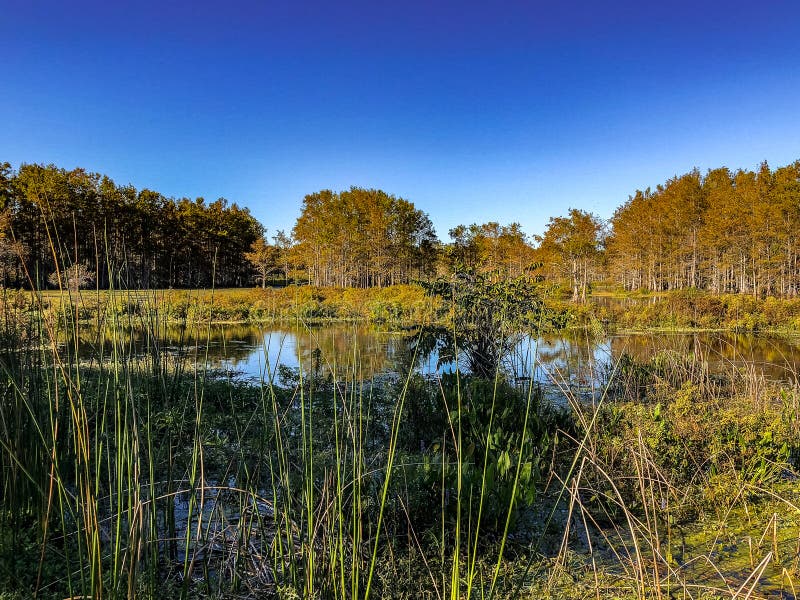 Swamp river scene stock photo. Image of grass, louisiana - 106241972